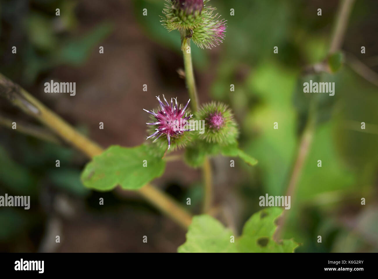 Arctium lappa inflorescence Stock Photo - Alamy