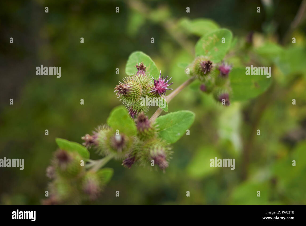 Arctium lappa inflorescence Stock Photo - Alamy