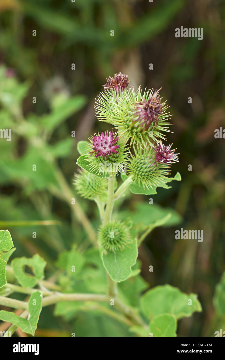 Arctium lappa hi-res stock photography and images - Alamy
