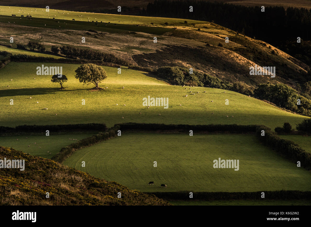 Royal forest of exmoor hi-res stock photography and images - Alamy