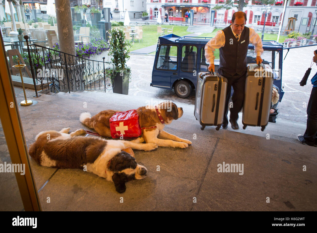 hotel porter carrying two suitcases while passing by two Saint Bernard ...