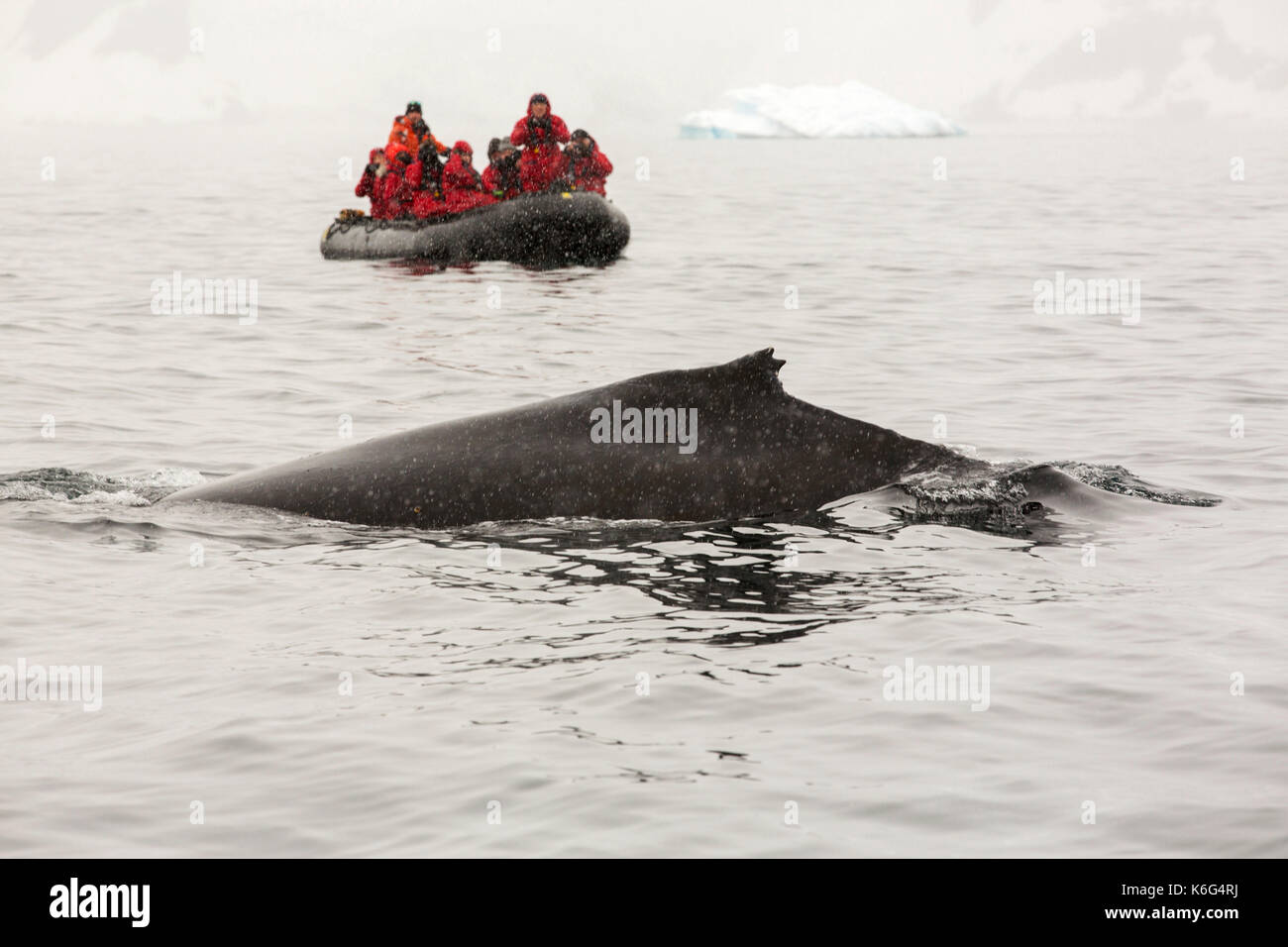 Humpback whale (Megaptera novaeangliae) and men on inflatable raft ...