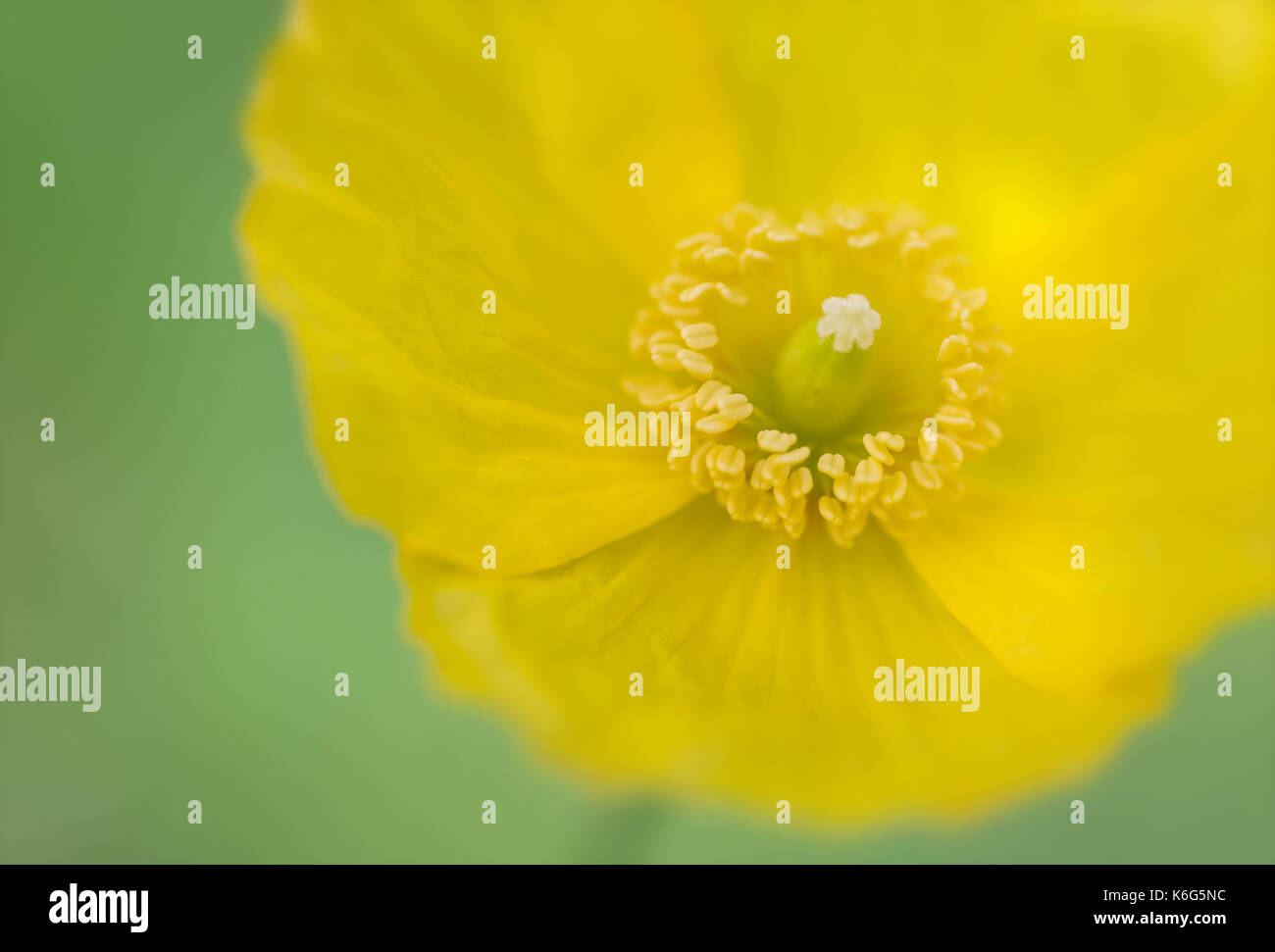Close up of Welsh Poppy Flower - Meconopsis cambrica Stock Photo - Alamy