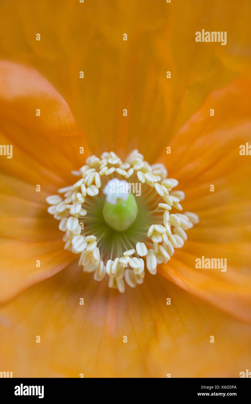 Close up of Welsh Poppy Flower - Meconopsis cambrica Stock Photo - Alamy