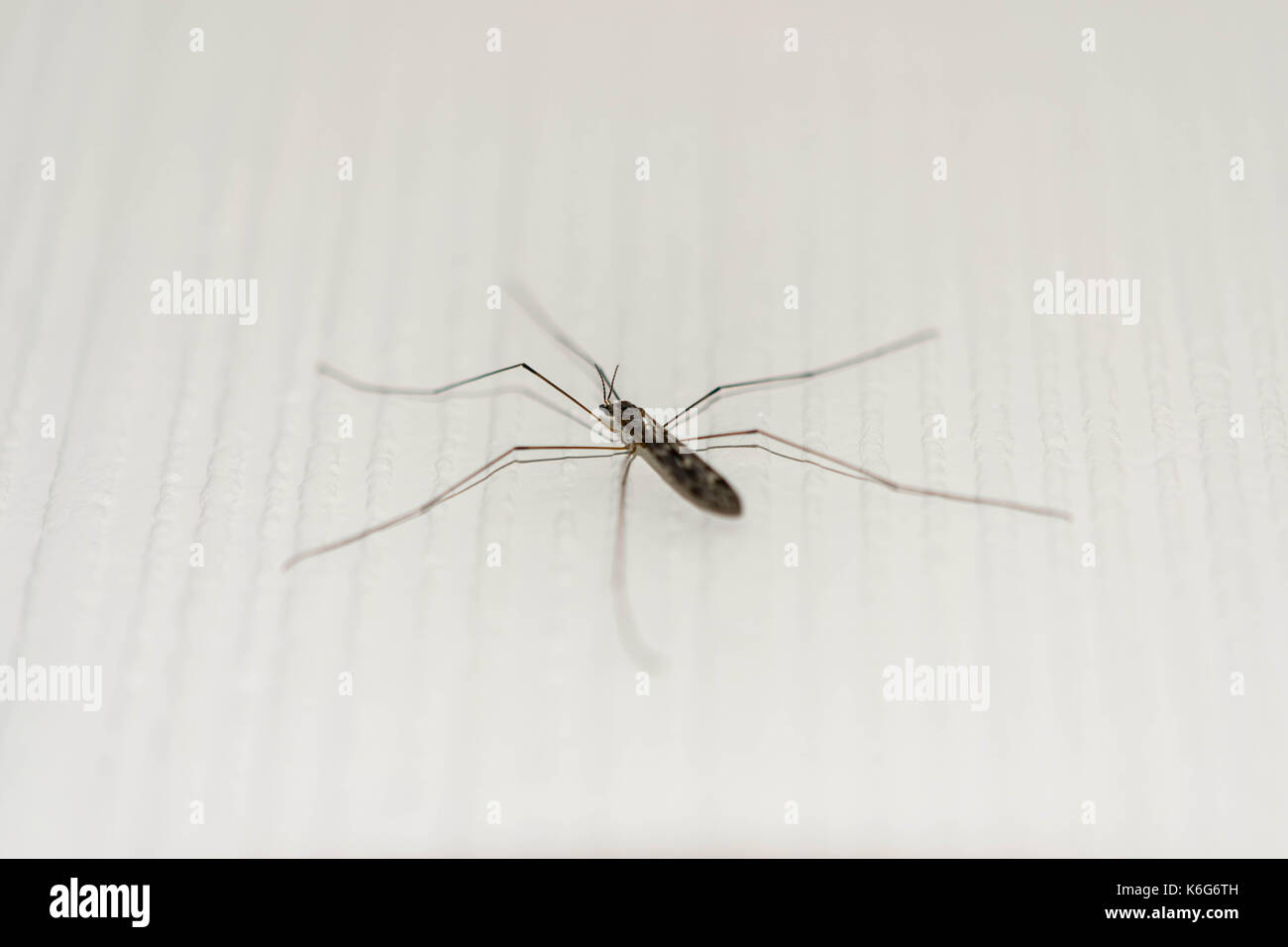 Five legged hi-res stock photography and images - Alamy