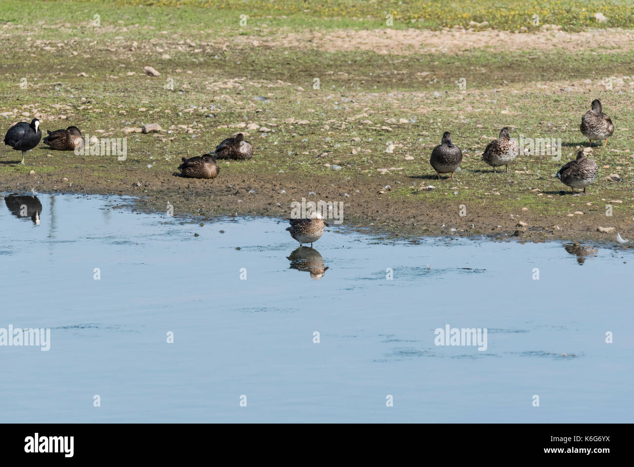 Garganey eclipse hi-res stock photography and images - Alamy