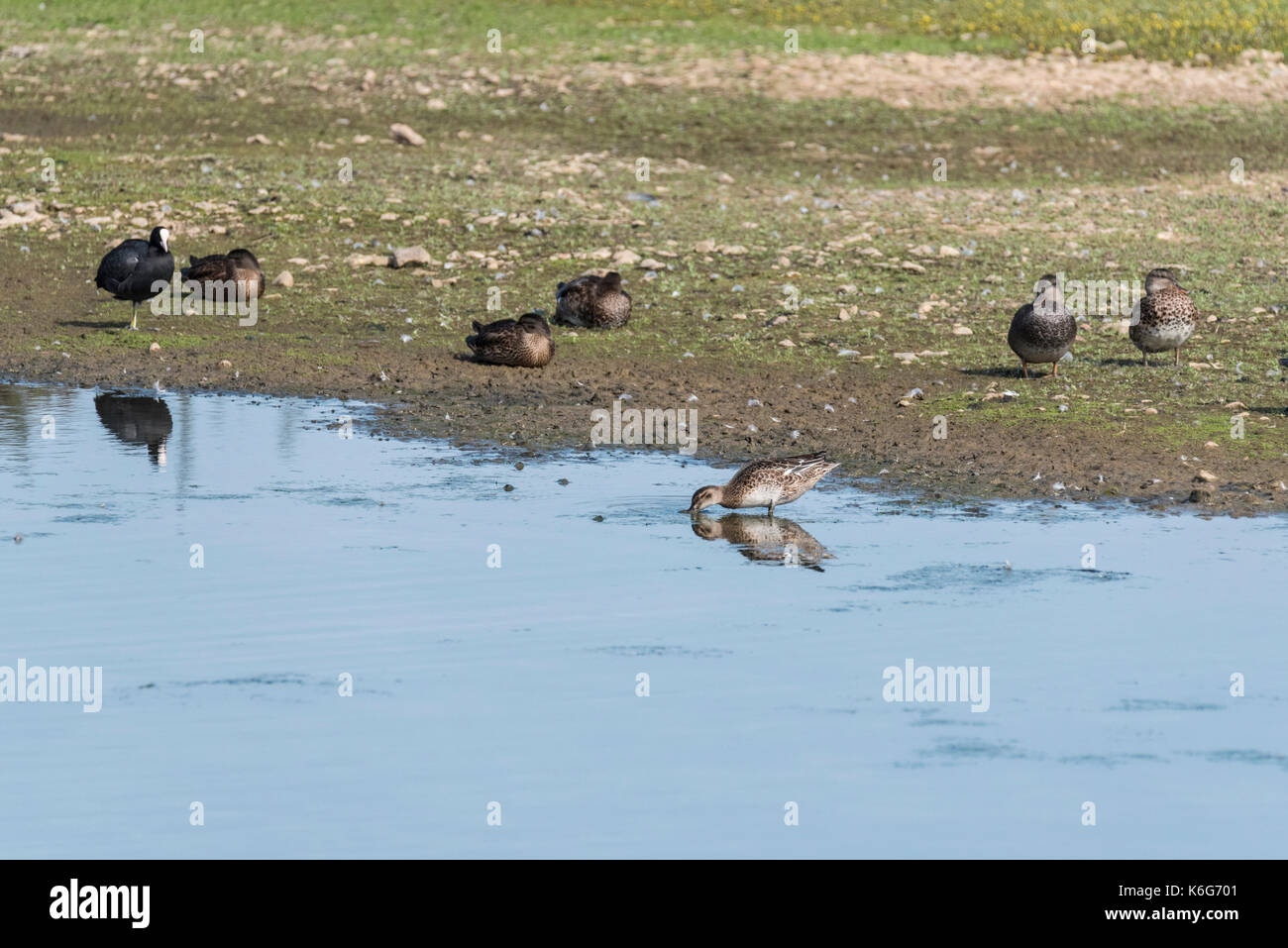 Garganey eclipse hi-res stock photography and images - Alamy
