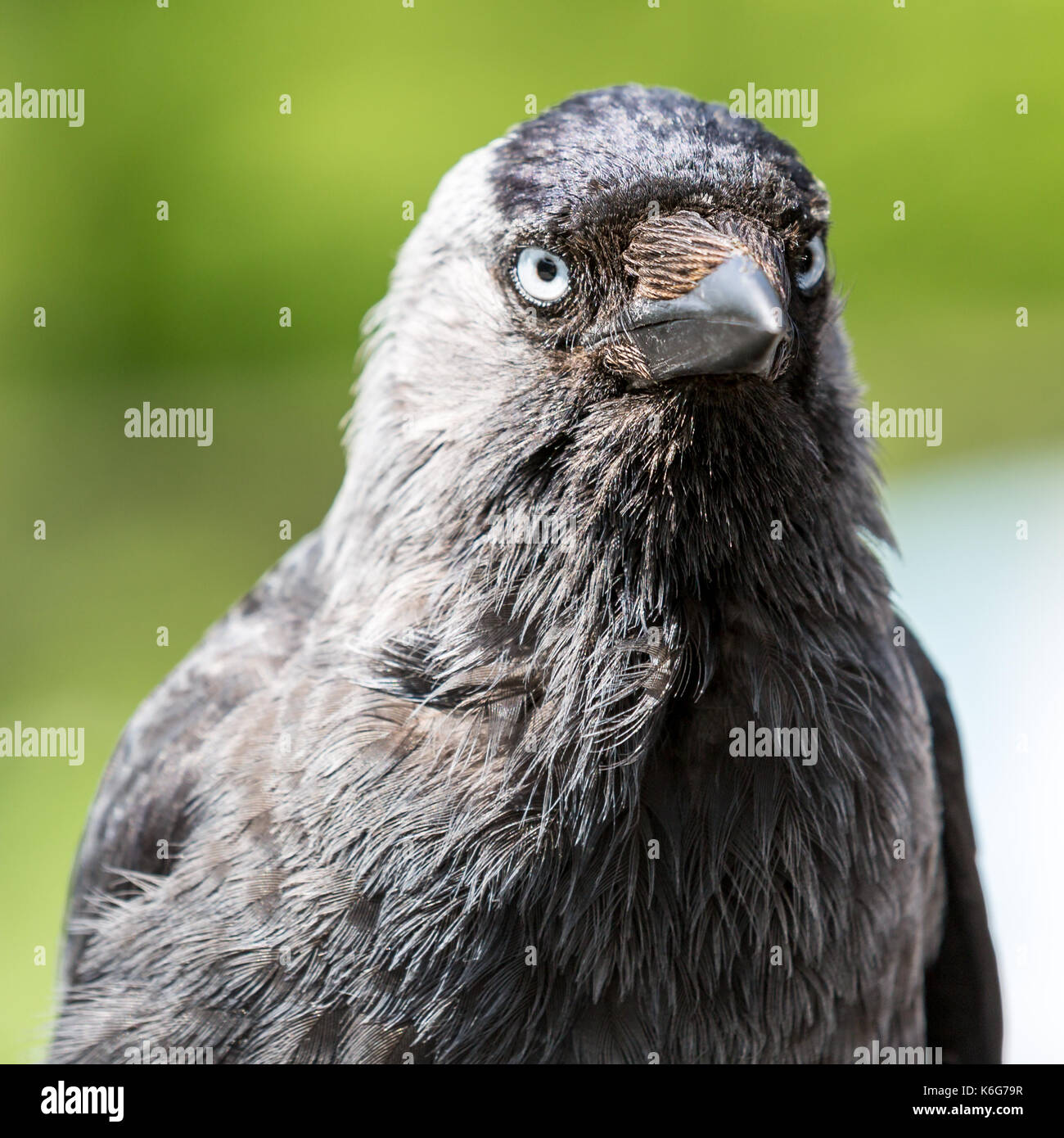 closeup of a black crow Stock Photo - Alamy