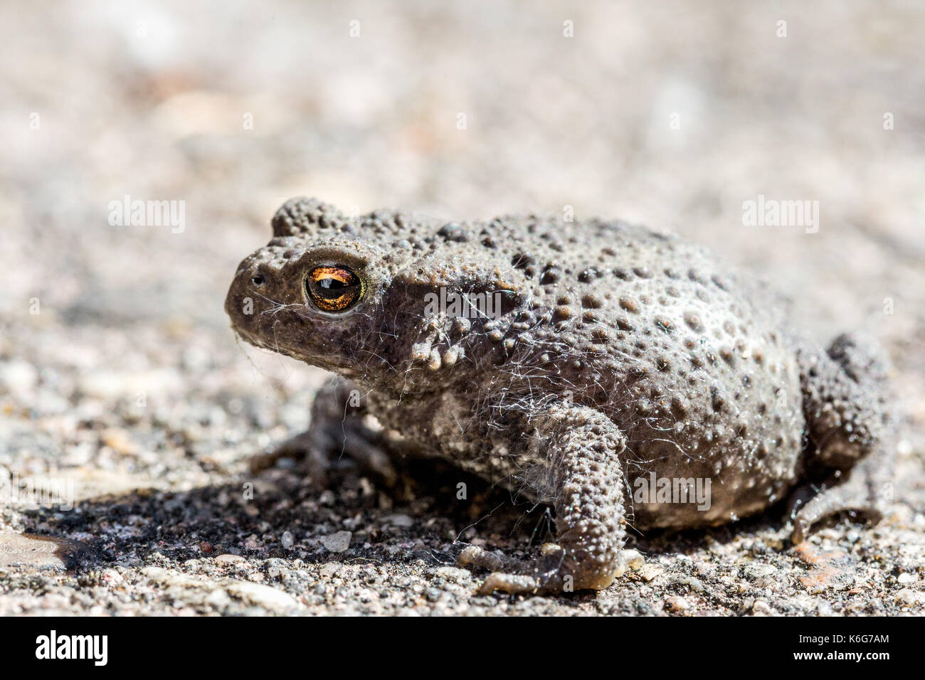 Grey toad hi-res stock photography and images - Alamy