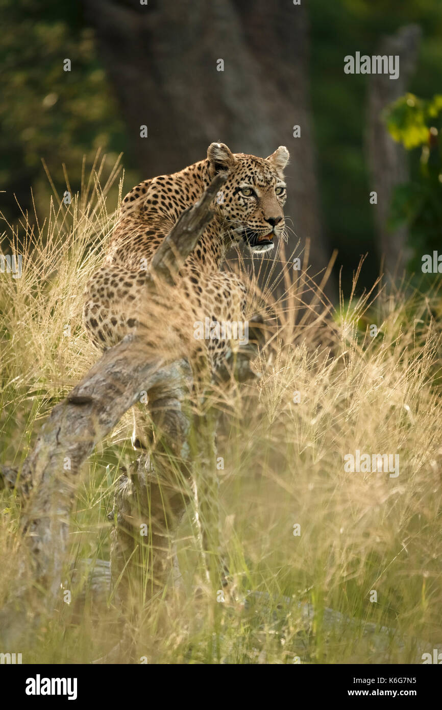 Female leopard hi-res stock photography and images - Alamy