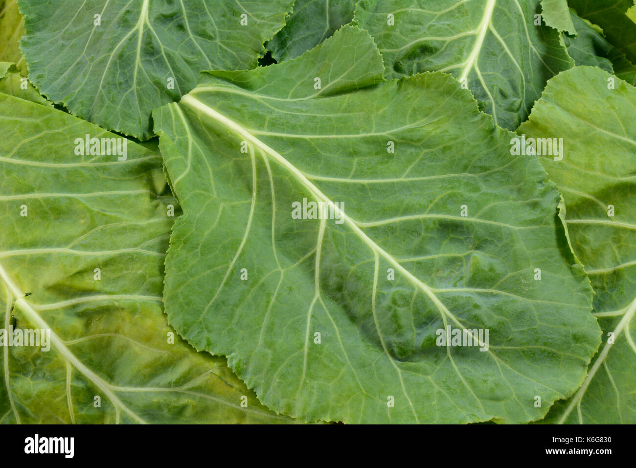Stack of leaves hi-res stock photography and images - Alamy