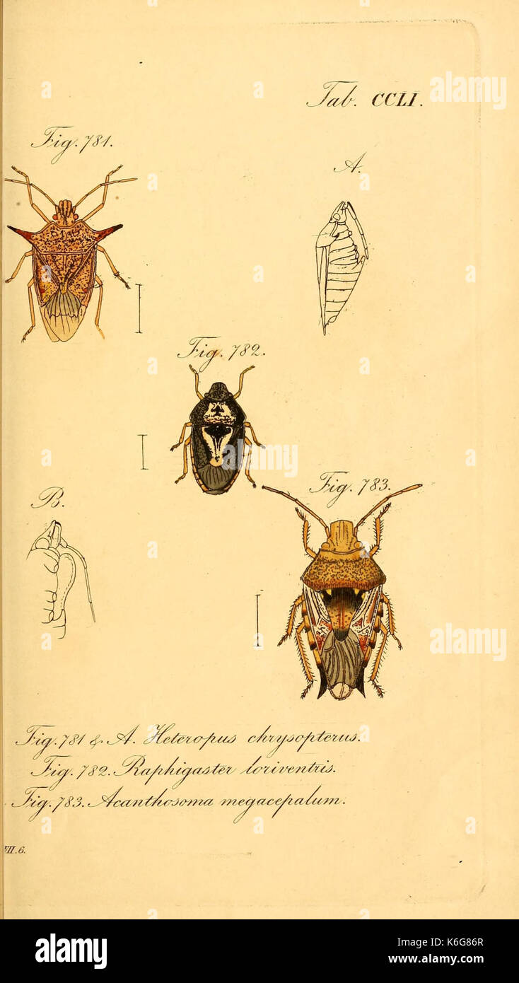 Die wanzenartigen Insecten (Tab. CCLI) (7746520816 Stock Photo - Alamy