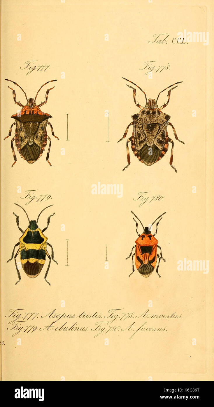 Stink bug life cycle hi-res stock photography and images - Alamy