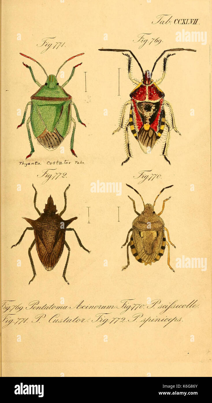 Die wanzenartigen Insecten (Tab. CCXLVII) (7746517146 Stock Photo - Alamy