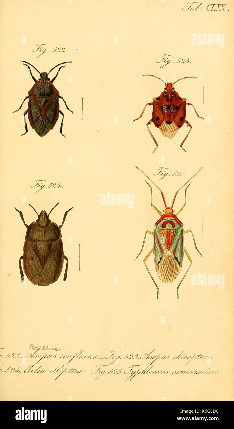 Die wanzenartigen Insecten (Tab. CLXX) (7746445764 Stock Photo - Alamy