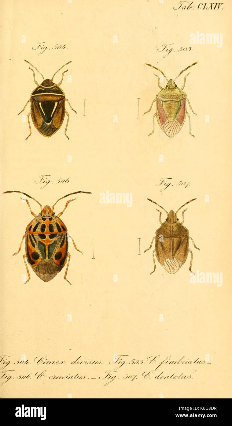 Hemiptera bug like insects hi-res stock photography and images - Alamy