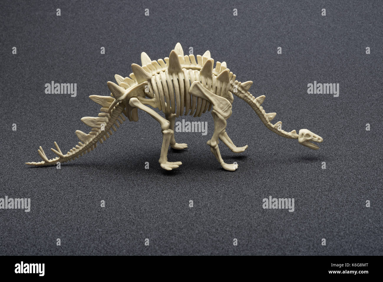 Stegosaurus bone hi-res stock photography and images - Alamy