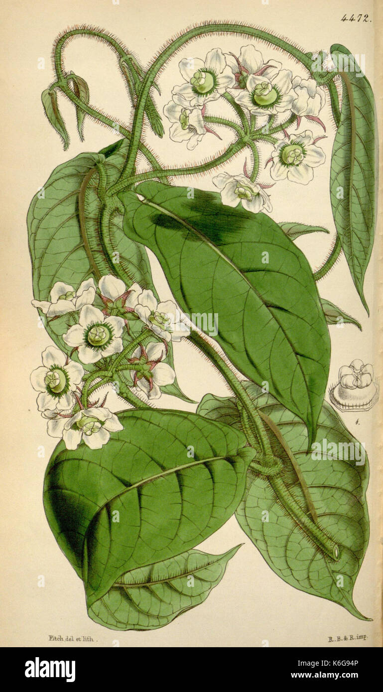 Curtis's botanical magazine (Tab. 4472) (8411709012 Stock Photo - Alamy