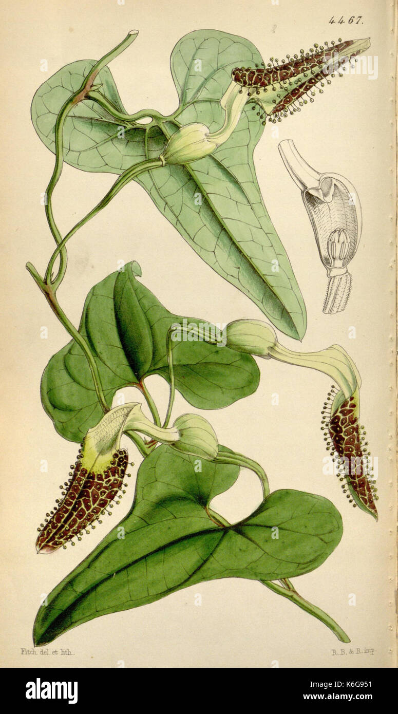 Curtis's botanical magazine (Tab. 4467) (8411705266 Stock Photo - Alamy