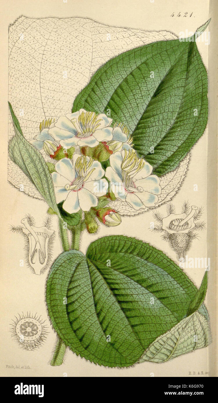 Curtis's botanical magazine (Tab. 4421) (8410570215 Stock Photo - Alamy