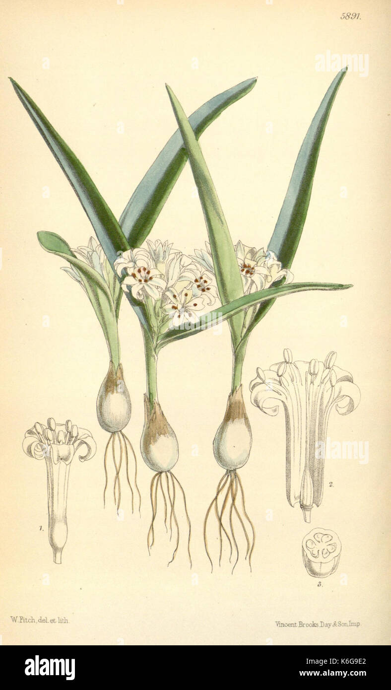 Curtis’s Botanical Magazine features detailed botanical illustrations ...