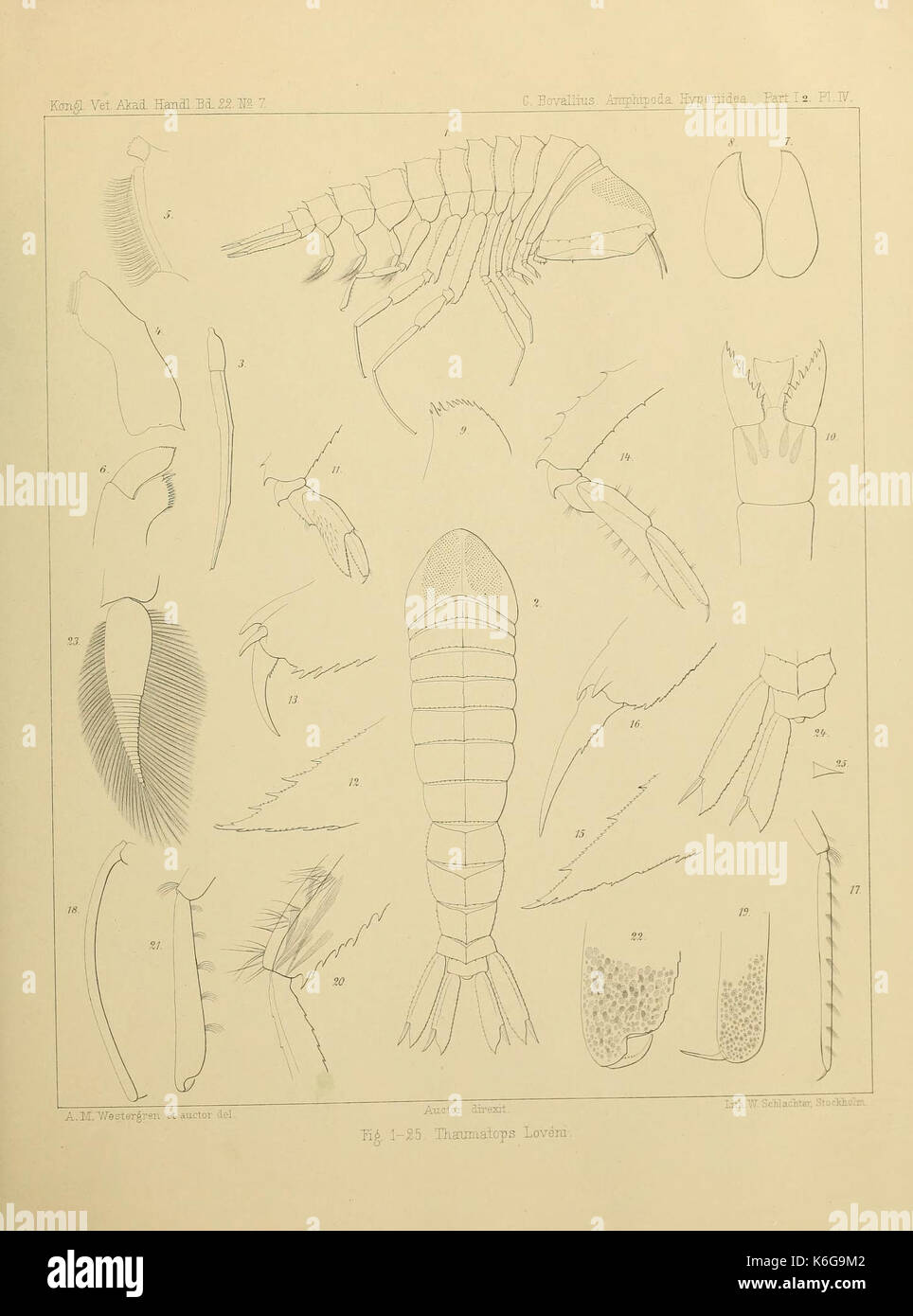 Contributions to a monograph of the Amphipoda Hyperiidea (Plate IV ...