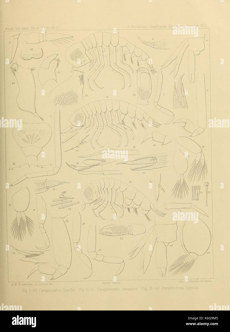 Contributions to a monograph of the Amphipoda Hyperiidea (Plate II ...