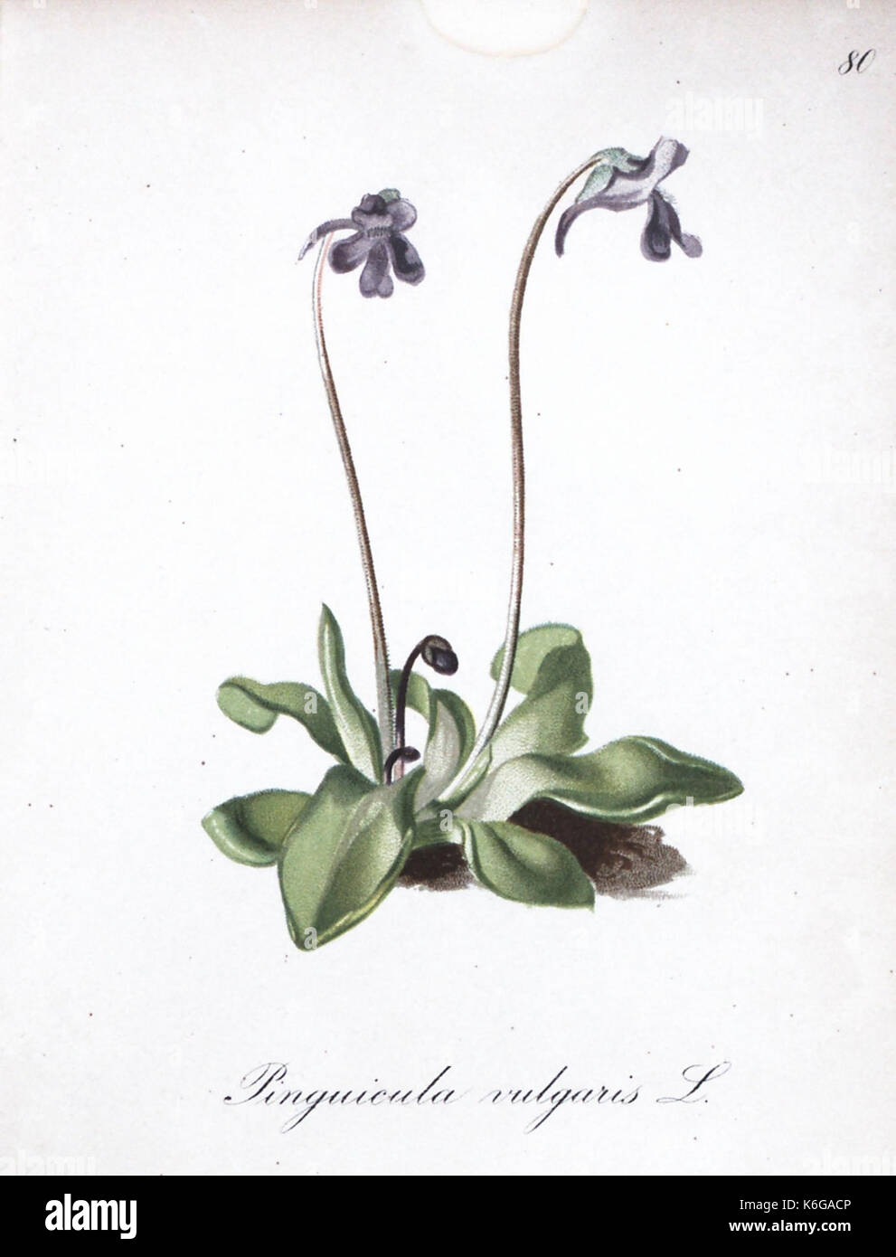 A botanical illustration from the book 'Die Alpenpflanzen nach der ...