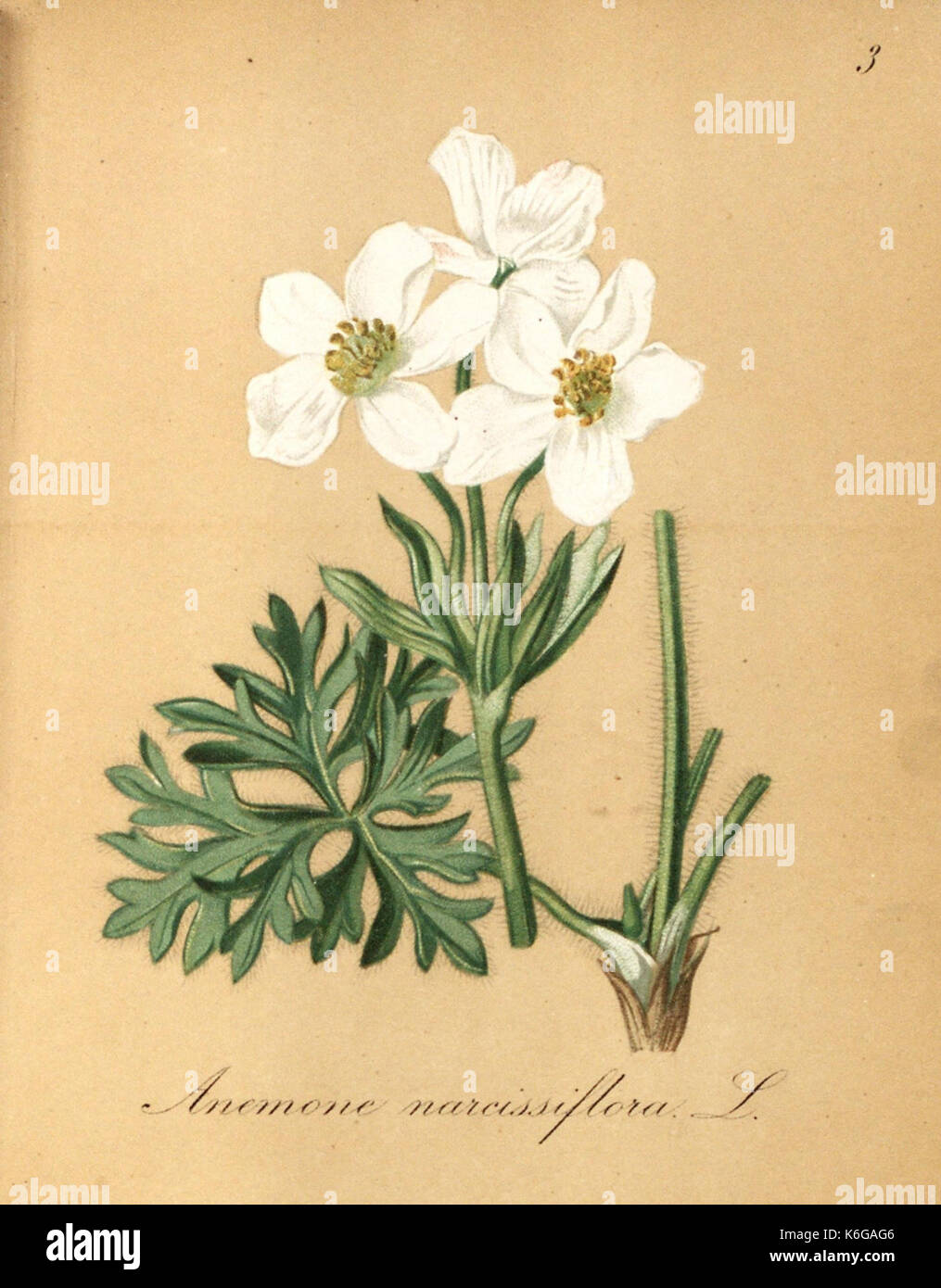 A botanical drawing of Alpine plants, as depicted in a 19th-century ...