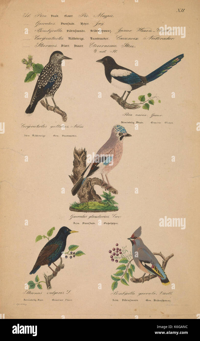 Danmarks fugle hi-res stock photography and images - Alamy