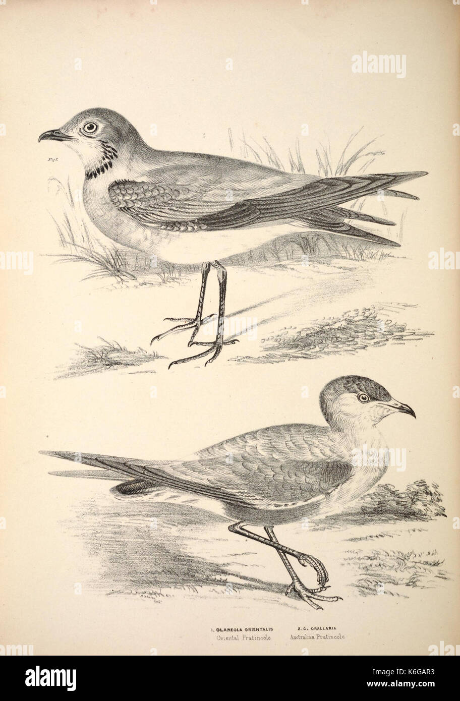 Companion to Gould's Handbook; or, Synopsis of the birds of Australia ...