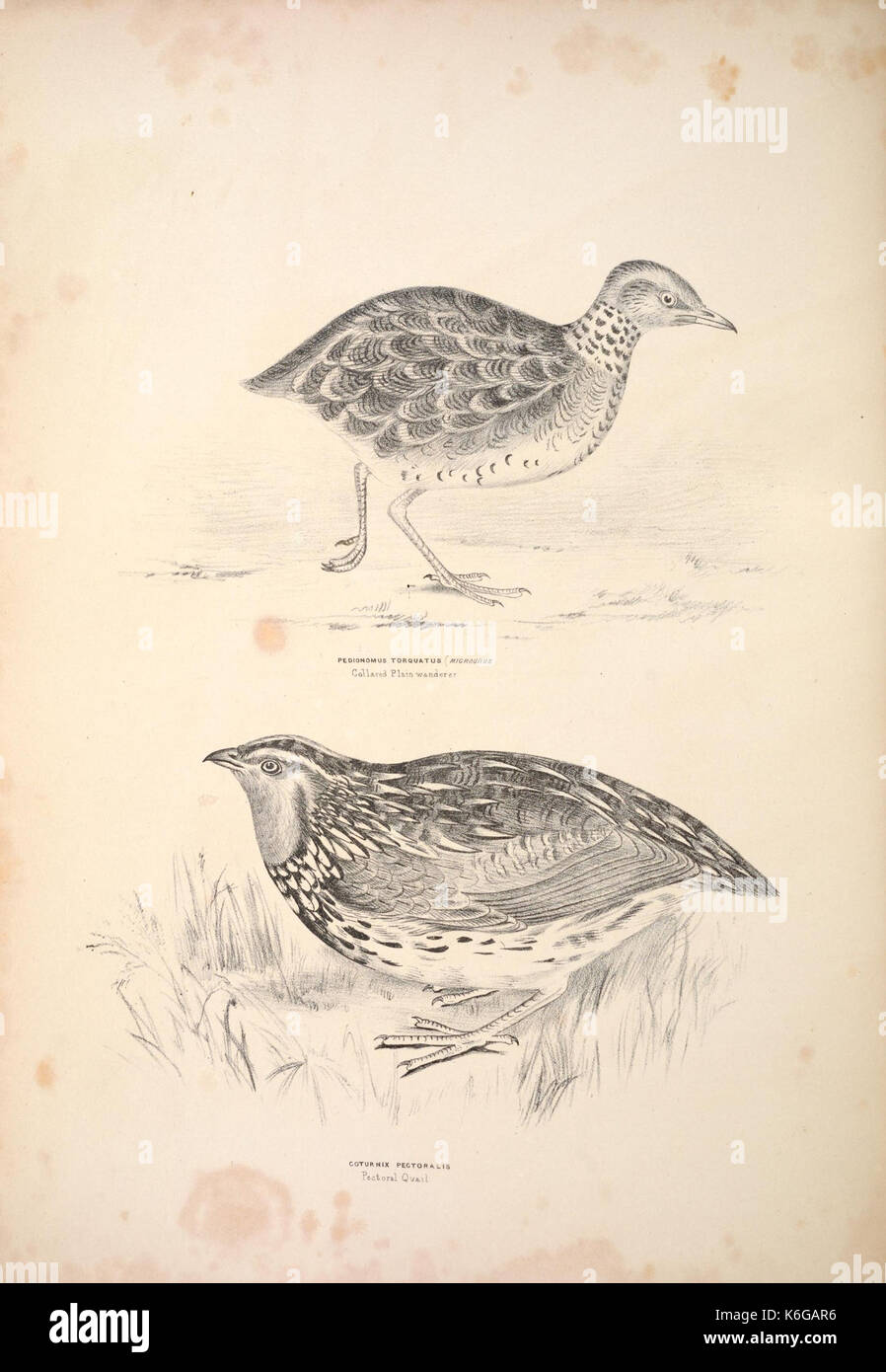 Companion to Gould's Handbook; or, Synopsis of the birds of Australia ...