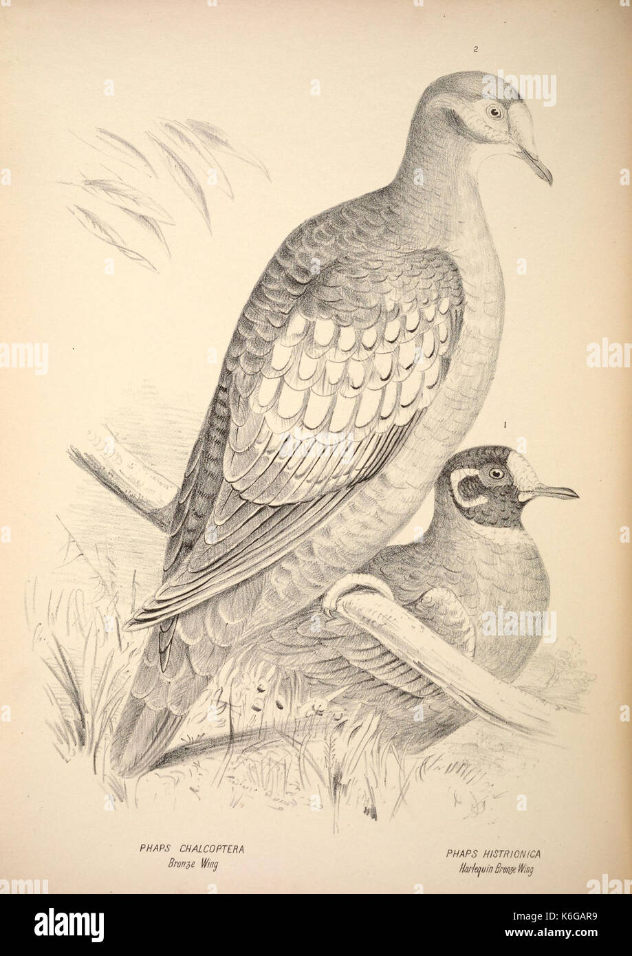 Companion to Gould's Handbook; or, Synopsis of the birds of Australia ...