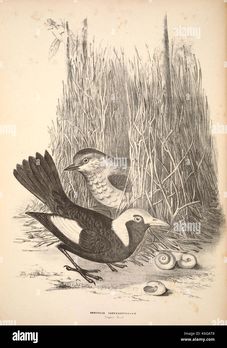 Companion to Gould's Handbook; or, Synopsis of the birds of Australia ...