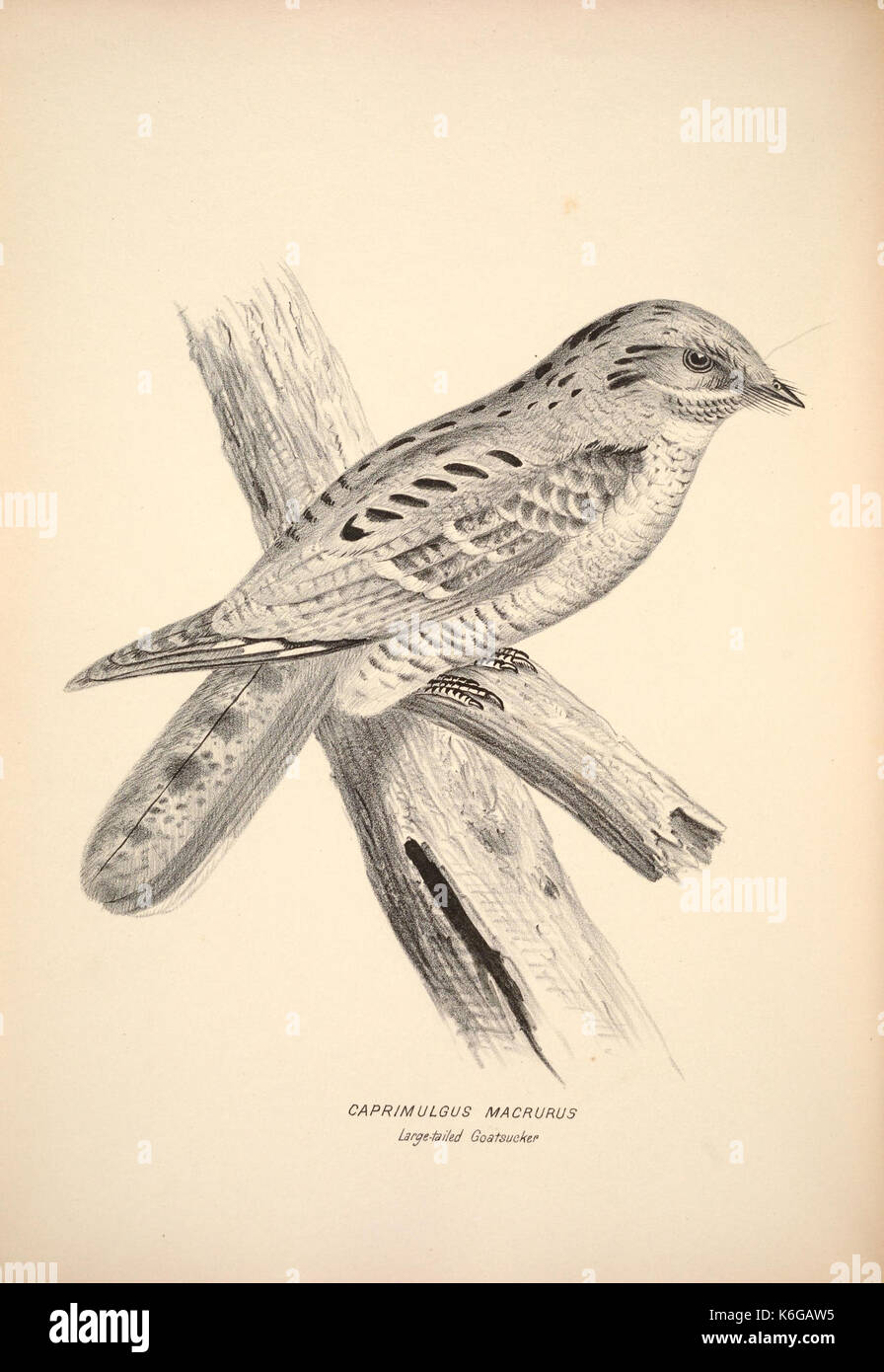 Companion to Gould's Handbook; or, Synopsis of the birds of Australia ...