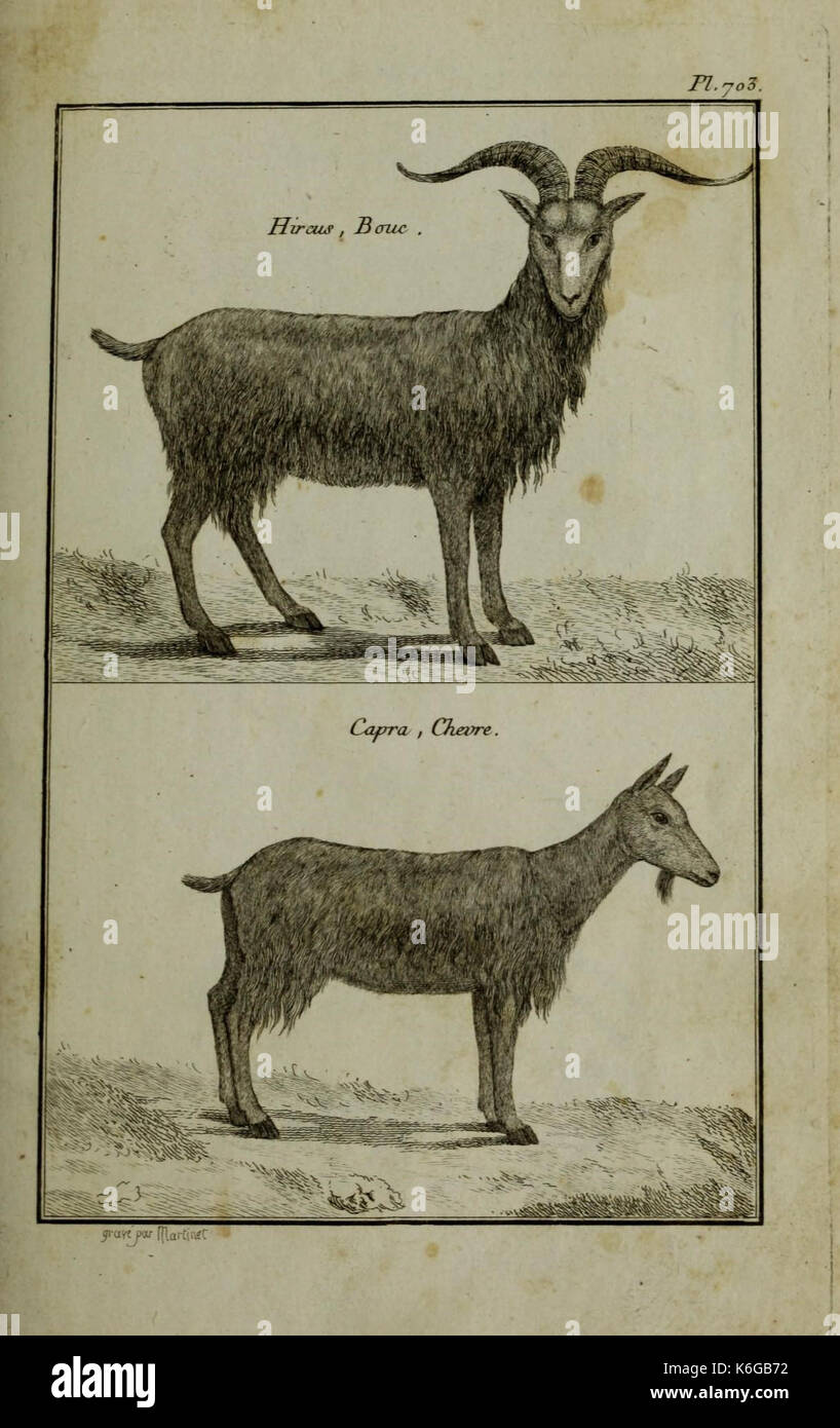 Description, vertus et usages de sept cents dix neuf plantes (Plate 703 ...