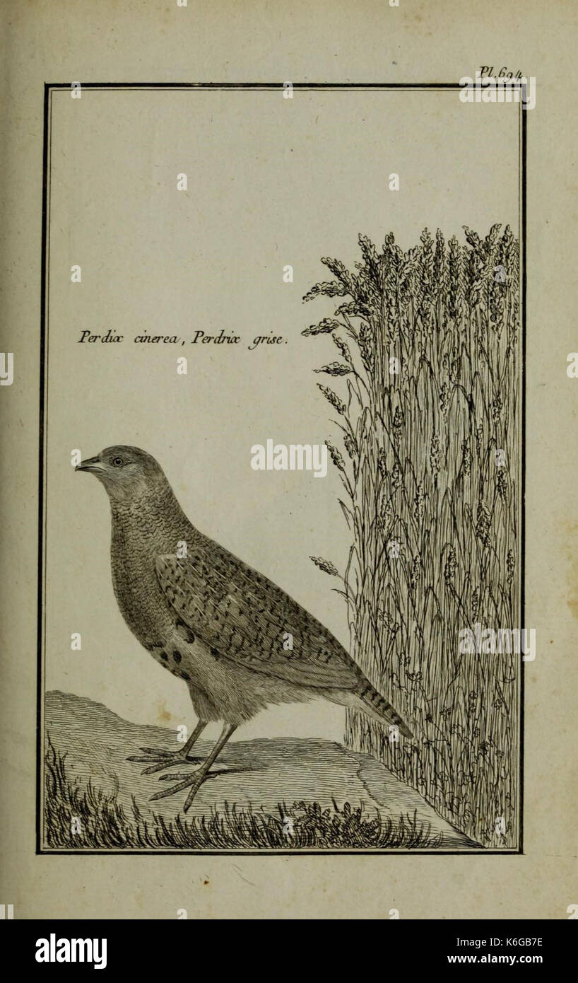 Description, vertus et usages de sept cents dix neuf plantes (Plate 694 ...