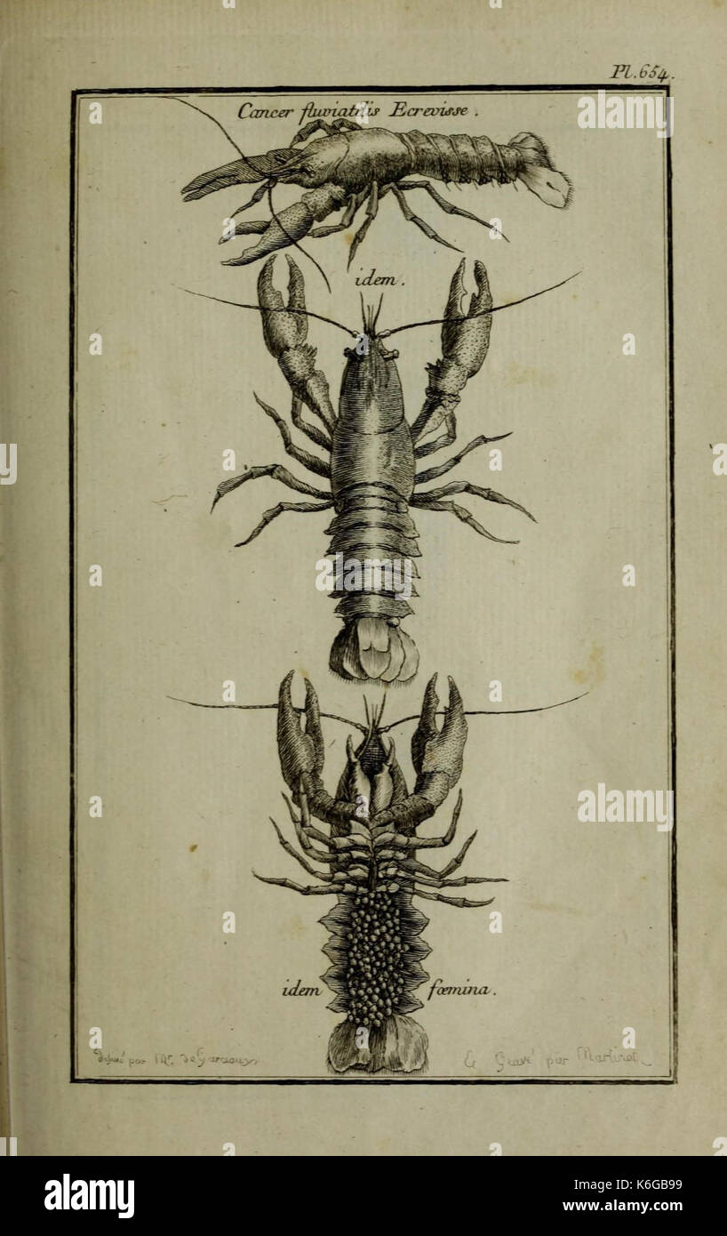 Description, vertus et usages de sept cents dix neuf plantes (Plate 654 ...