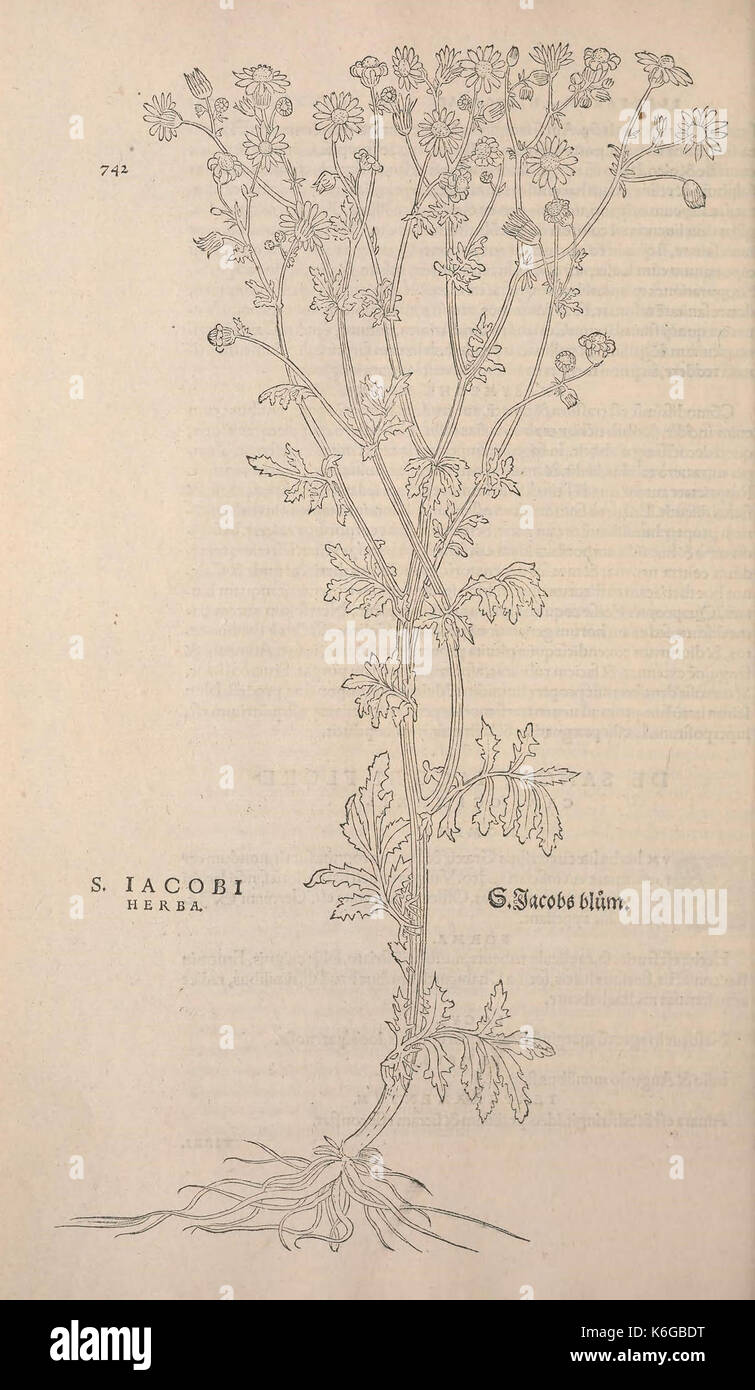 Botany pictorial works plants pre linnean works hi-res stock ...