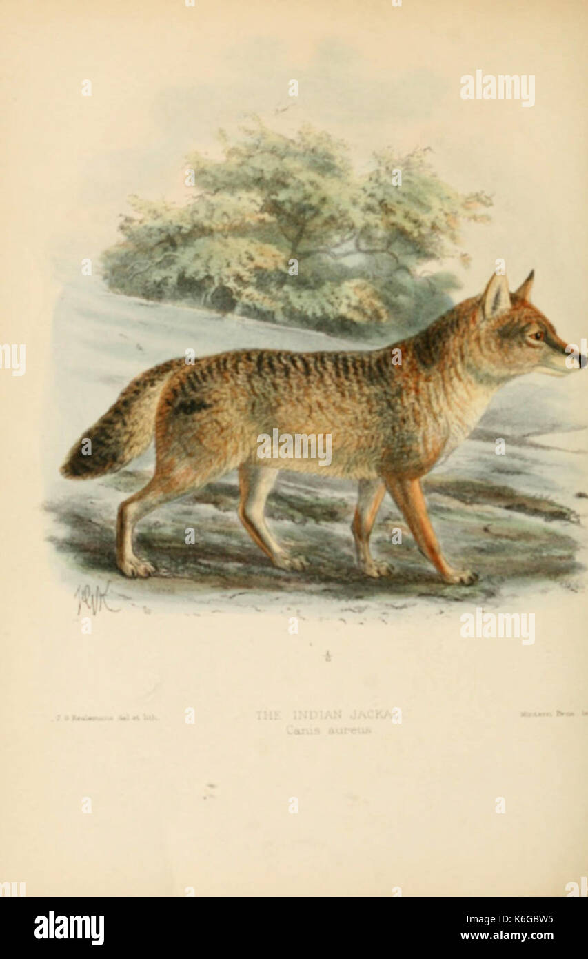 Dogs, jackals, wolves, and foxes (Plate X) (5987838091 Stock Photo - Alamy