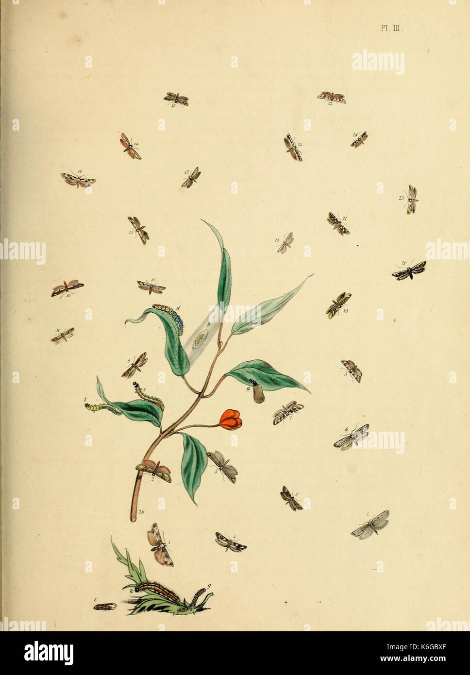 British moths and their transformations (Pl. 111) (9219089826 Stock ...