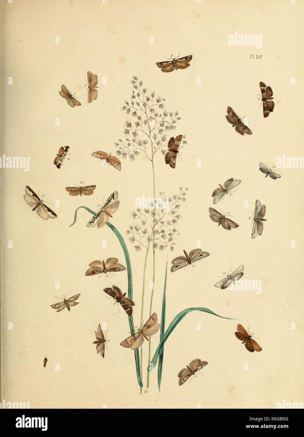 British moths and their transformations (Pl. 110) (9219088752 Stock ...