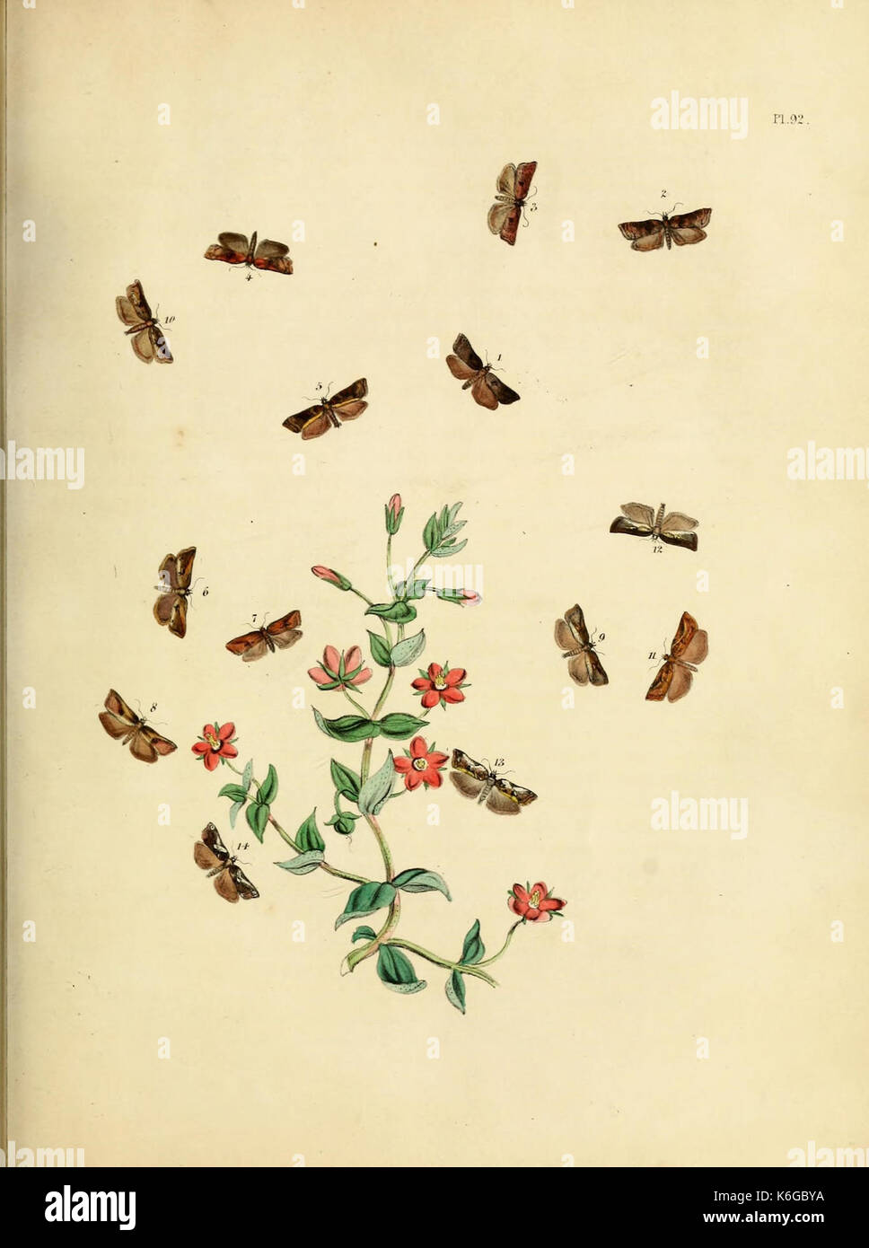 British moths and their transformations (Pl. 92) (9216295725 Stock ...