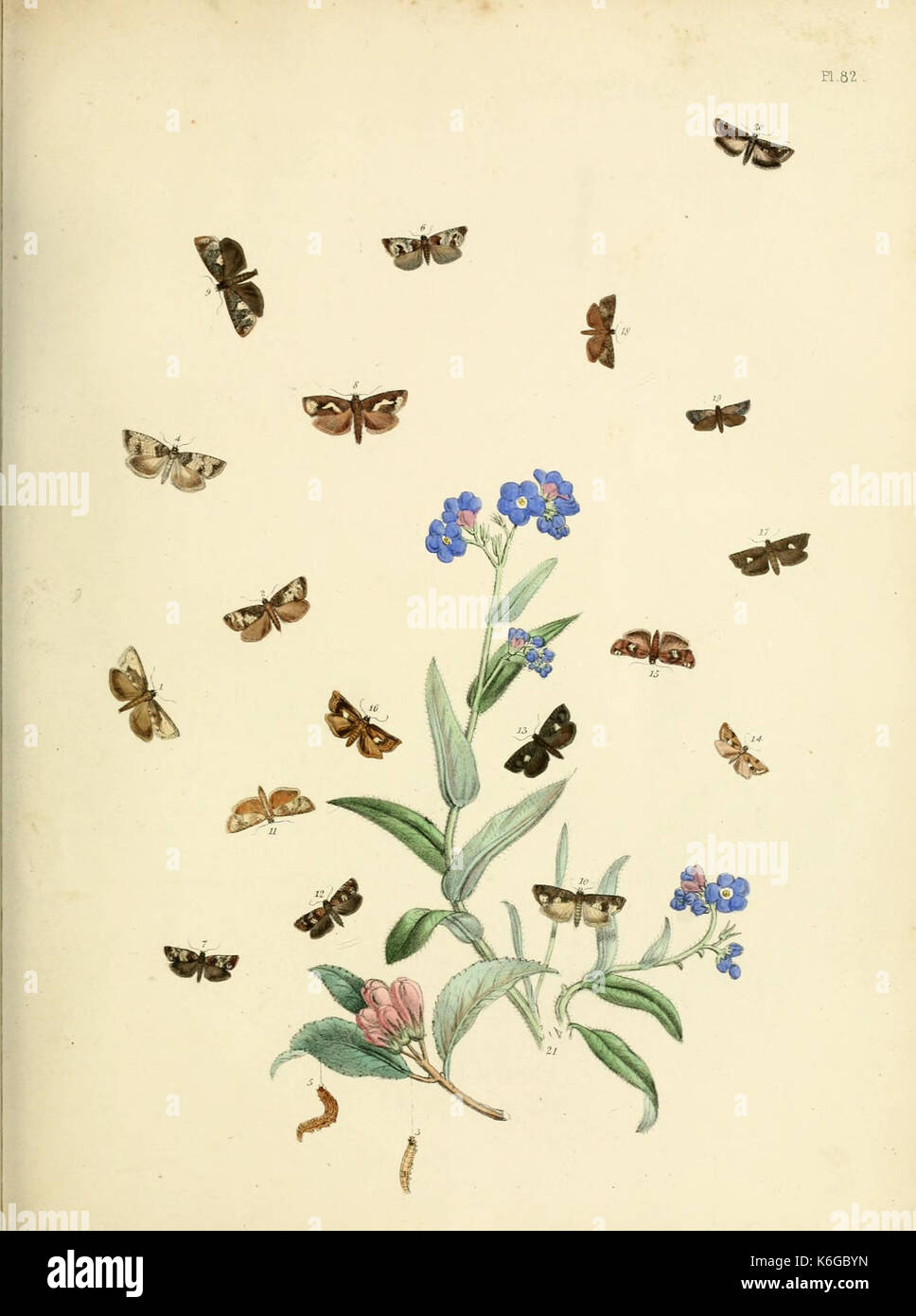 British moths and their transformations (Pl. 82) (9219058862 Stock ...