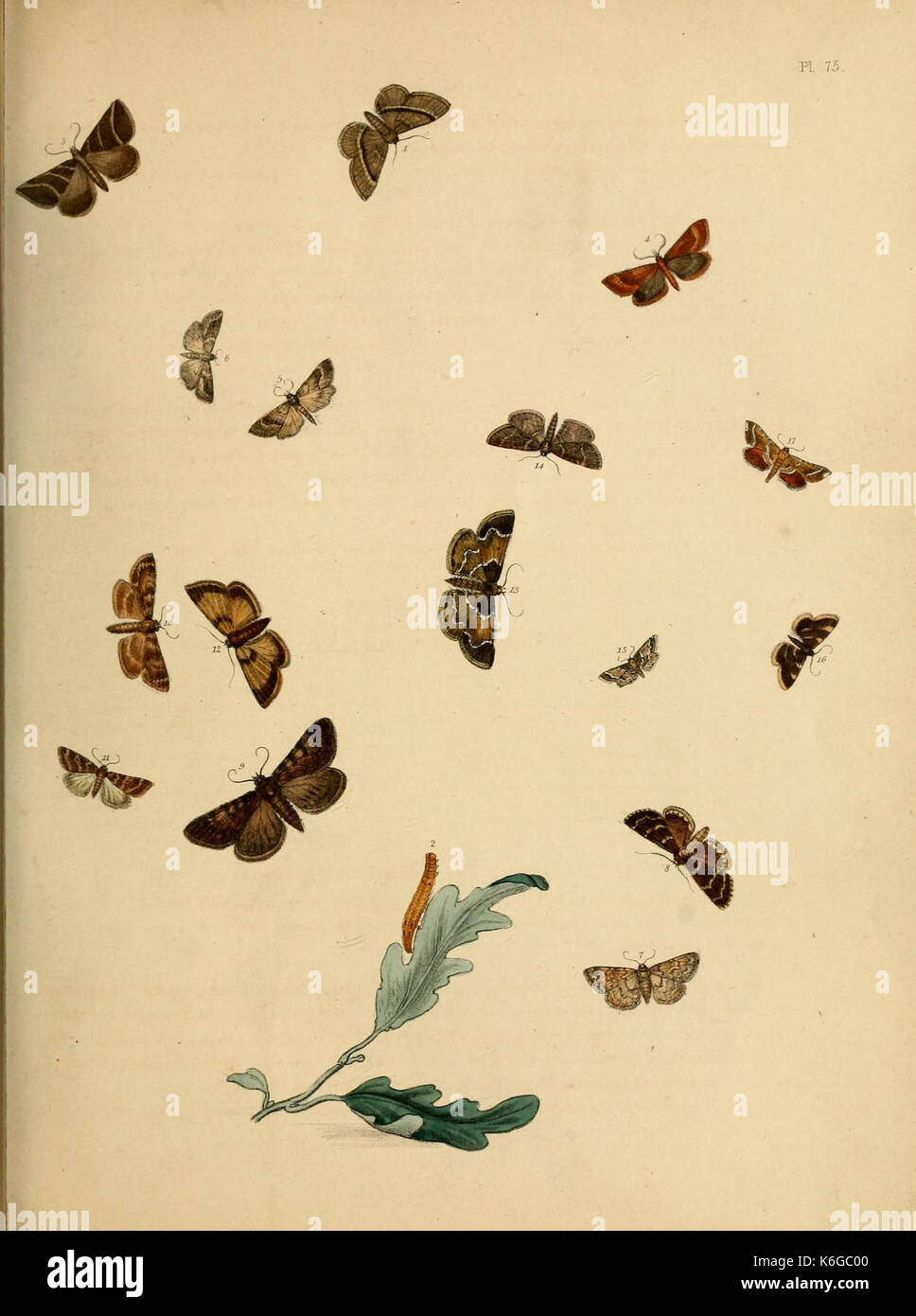 British moths and their transformations (Pl. 75) (9219049482 Stock ...