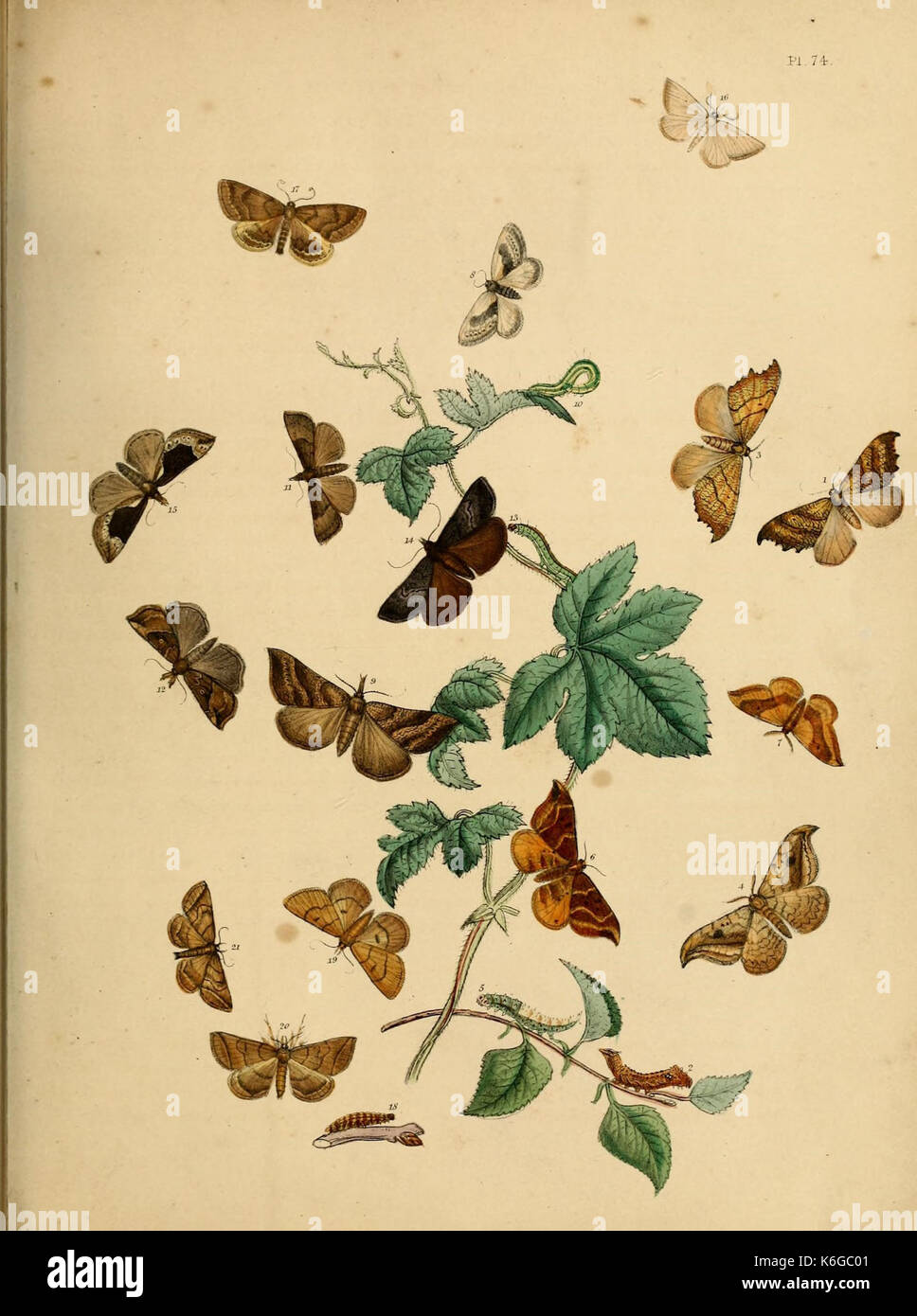 British moths and their transformations (Pl. 74) (9219048270 Stock ...