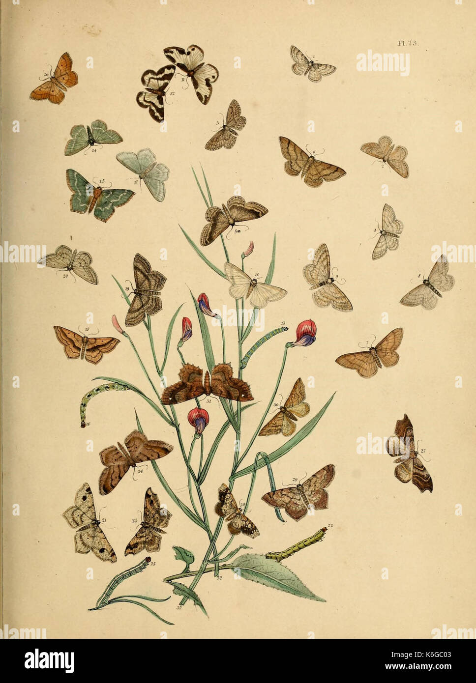 British moths and their transformations (Pl. 73) (9216272071 Stock ...