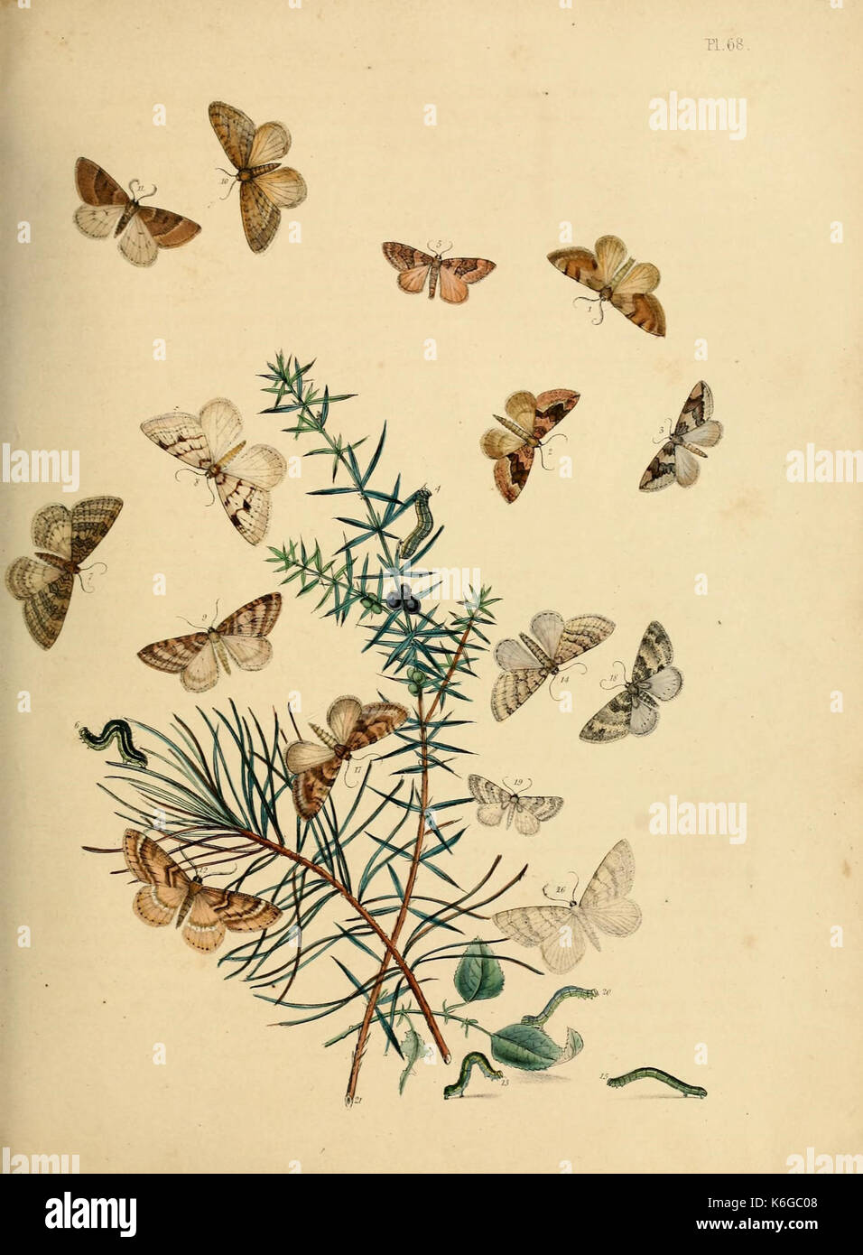 British moths and their transformations (Pl. 68) (9216265539 Stock ...