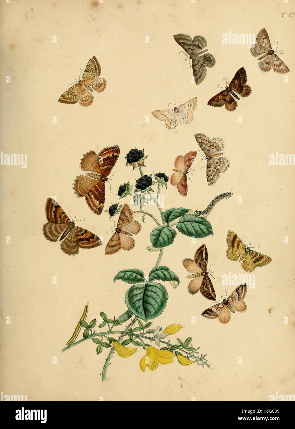 British moths and their transformations (Pl. 67) (9219038218 Stock ...