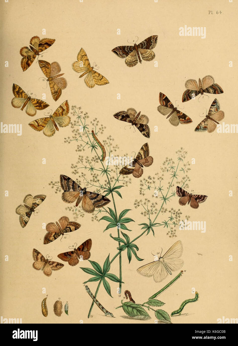 British moths and their transformations (Pl. 64) (9219033802 Stock ...